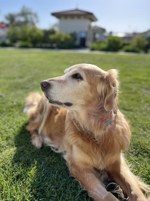 GALLIPRANT (grapiprant) Tablets for Dogs, 60-mg, 30 tablets - Chewy.com