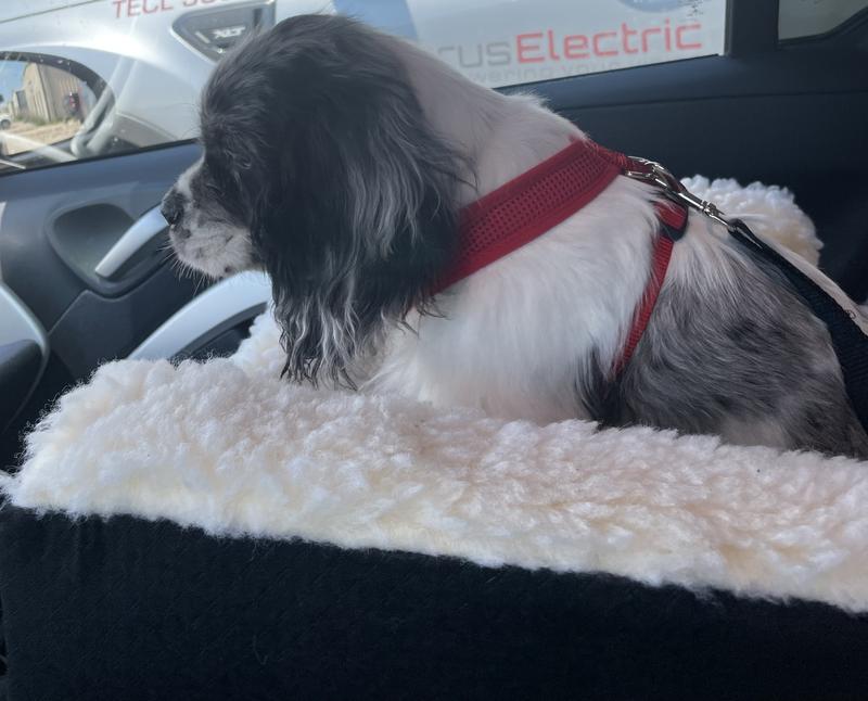 SNOOZER PET PRODUCTS Lookout 2 Dog Car Seat, Black Diamond, Small ...