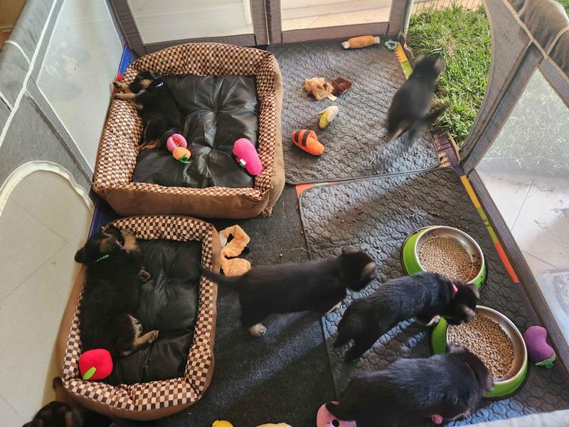 PRO PAC Performance Puppy Chicken Flavored Dry Dog Food, 40-lb bag ...