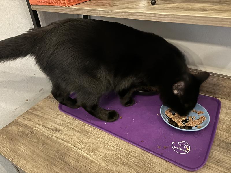 FRISCO Cat Face Non-skid Ceramic Cat Dish, Blue, 0.5 cup, 1 count ...