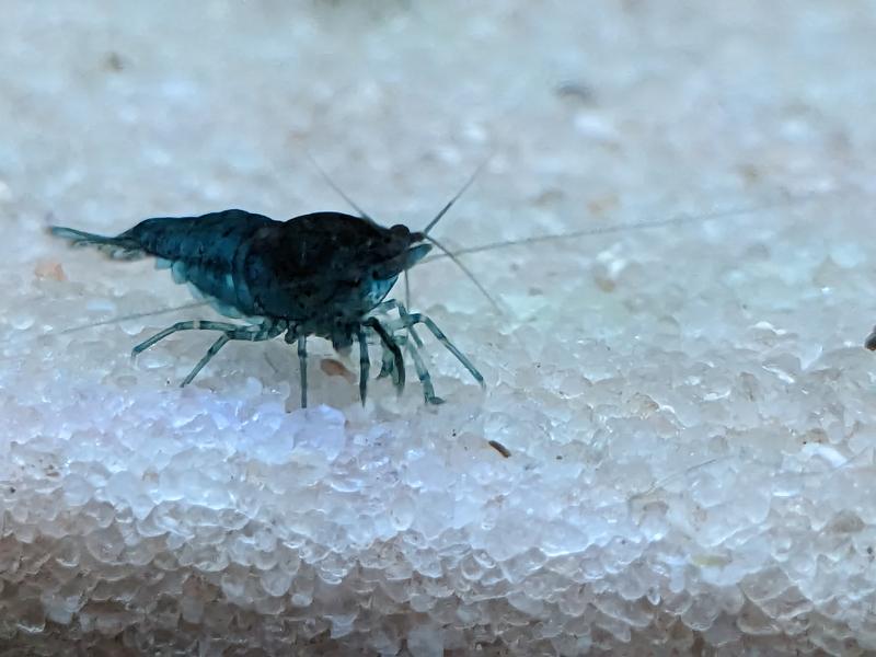 CARIBSEA Super Naturals Crystal River Aquarium Substrate, 5-lb bag ...