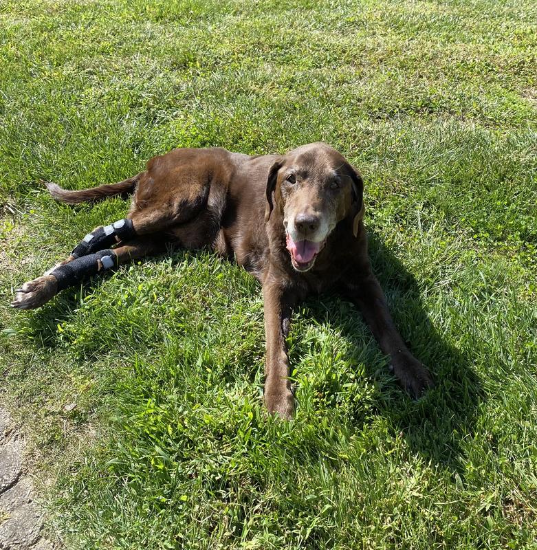 NEOALLY Rear Leg Metal Spring Support Dog Brace, 2 count, Medium ...