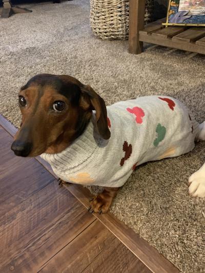 Disney Mickey Mouse Confetti Dog & Cat Sweater, Large - Chewy.com