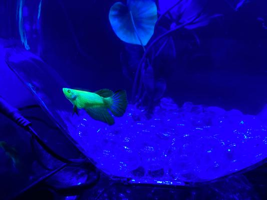 GLOFISH Color Changing Cycle LED Light, 5-gal - Chewy.com