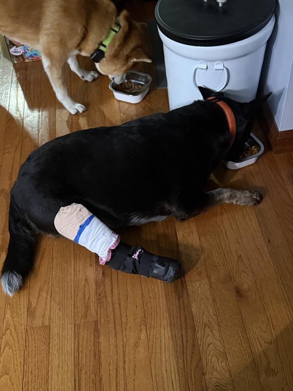 MEDIPAW Rugged Dog & Cat Protective Boot, X-Small2 - Chewy.com