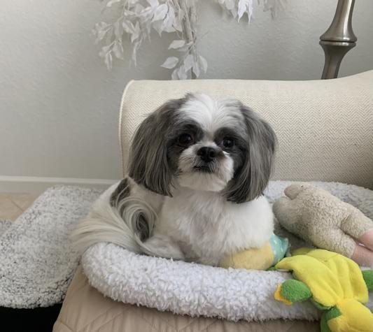 CESAR Wholesome Bowls Chicken, Sweet Potato & Green Beans Recipe Wet ...