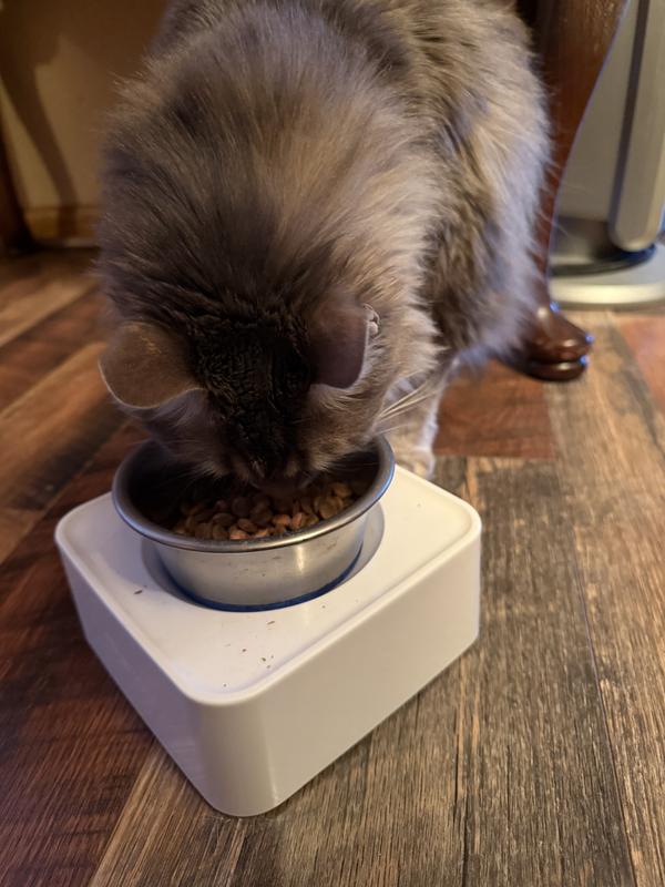 NUTRAMAX Imuquin with Beta Glucans, Marine Lipids, Vitamins & Minerals ...