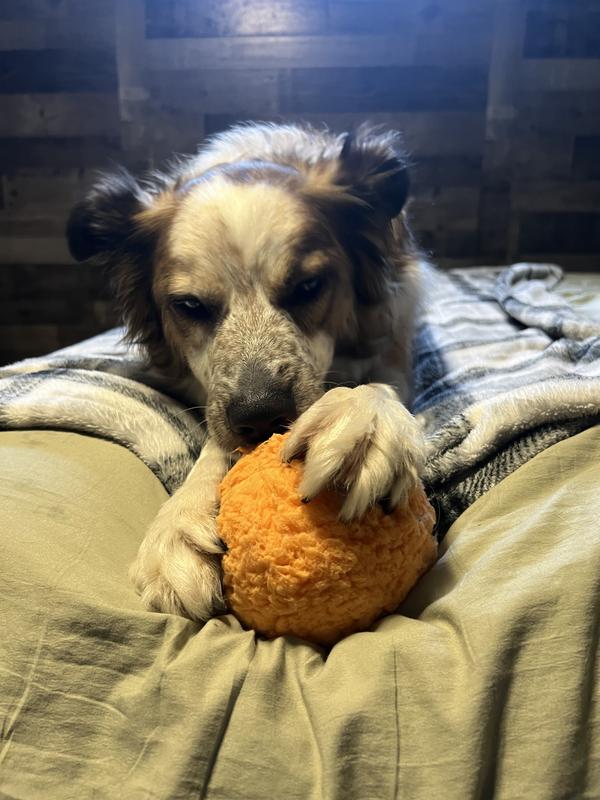 BARK Super Chewer Cheeze Brawl 2-in-1 Plush Exterior with Hard Core ...