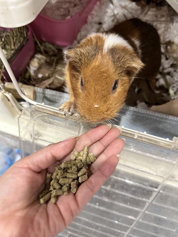 KRUSE'S PERFECTION BRAND Guinea Pig Food, 4-lb bag - Chewy.com