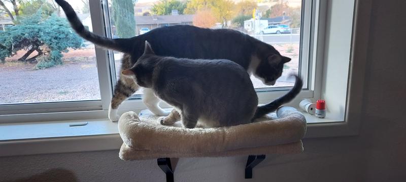 FRISCO Plush Cat Window Perch with Removable Bolster - Chewy.com