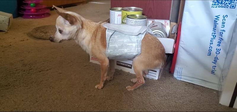 PAW INSPIRED Ultra Protection Disposable Belly Band Male Dog Wraps, X ...