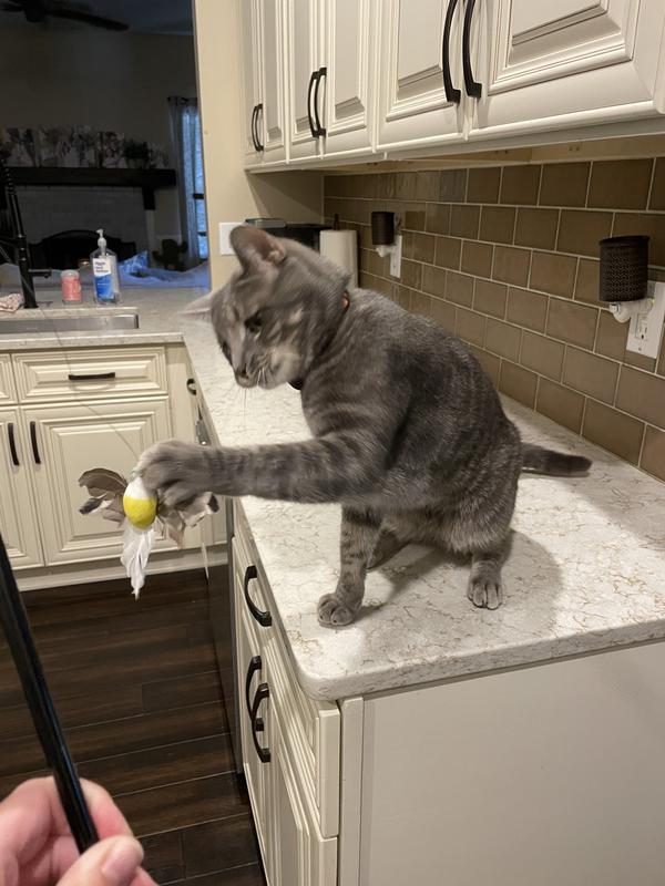 PLAYOLOGY Motorized Hummingbird/Butterfly Teaser-Wands Cat Toy ...