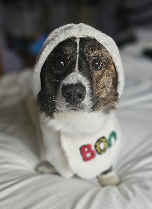 FRISCO Boo-Tastic Ghost Dog & Cat Costume Cape, XX-Large - Chewy.com