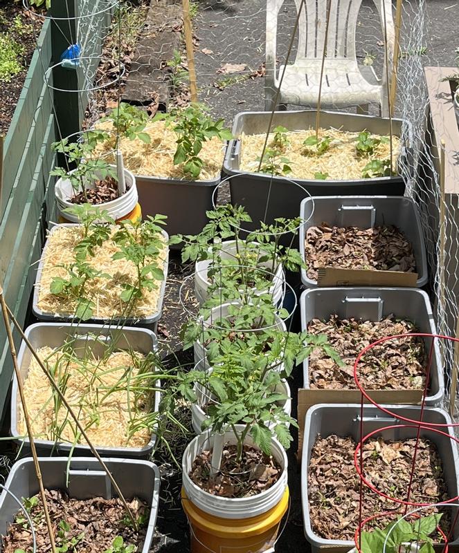 STANDLEE Certified Chopped Straw Bedding for Small Farm Animals & Pets ...