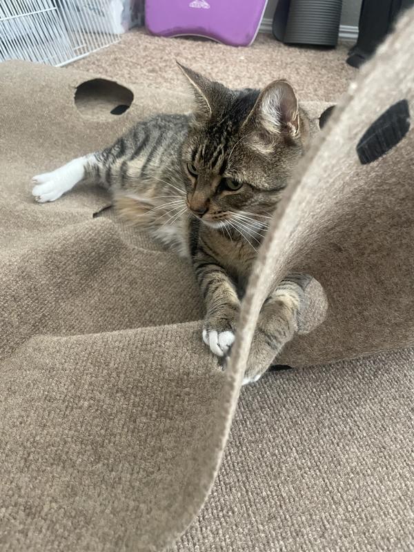 SNUGGLYCAT Ripple Rug Cat Activity Play Mat - Chewy.com