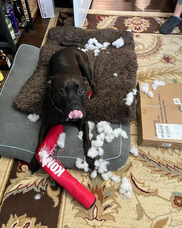 KONG Signature Stick Dog Toy, Large - Chewy.com