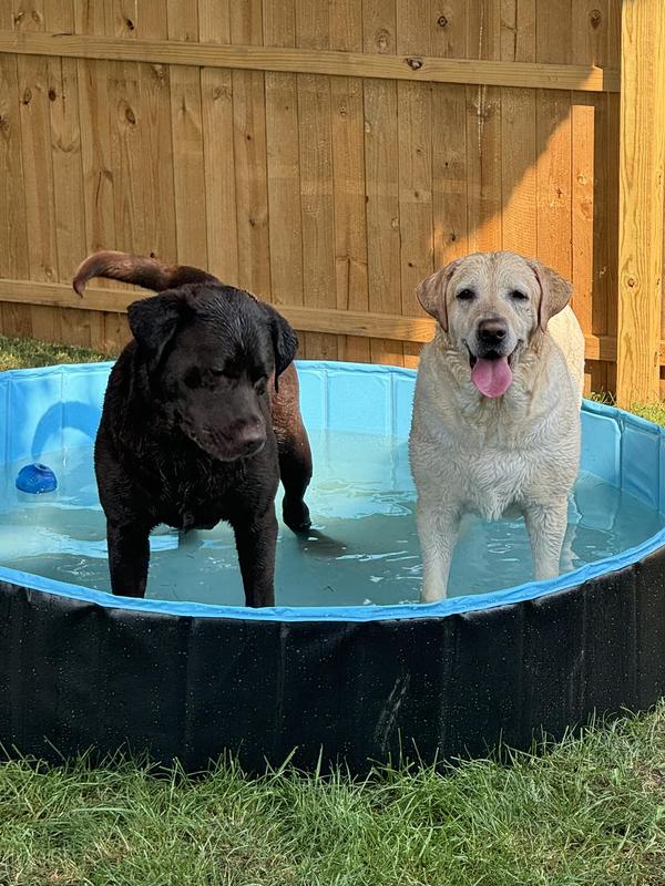 YAHEETECH Foldable Pet Pool, Blue, Large, 47.5-in - Chewy.com