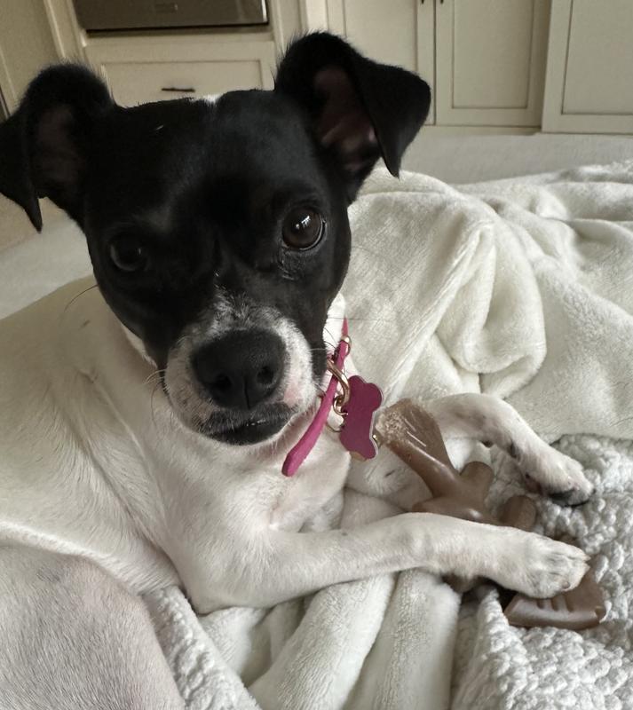 BENEBONE 2-Pack Wishbone Fishbone Dog Chew Toy, Medium - Chewy.com