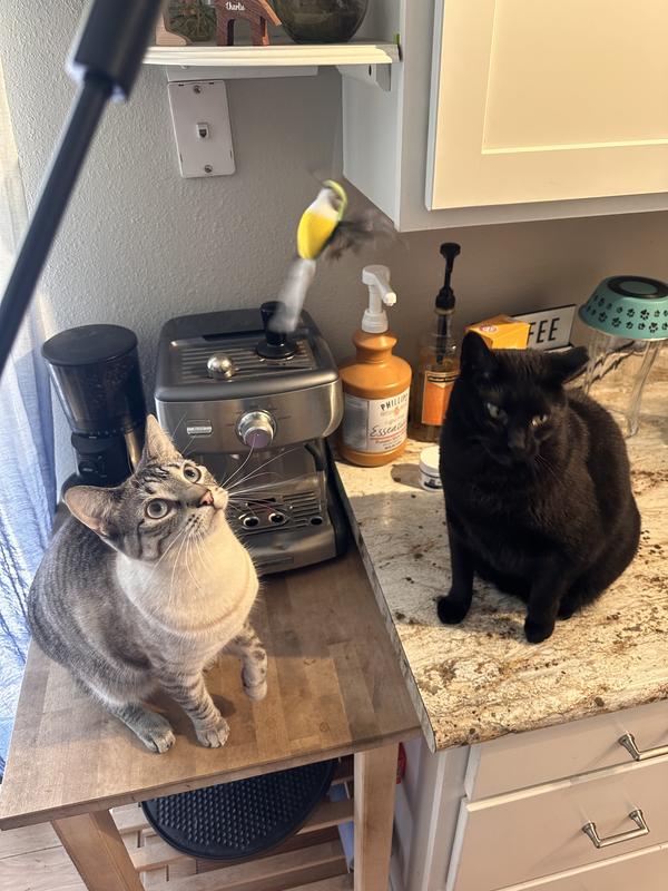 PLAYOLOGY Motorized Hummingbird/Butterfly Teaser-Wands Cat Toy ...