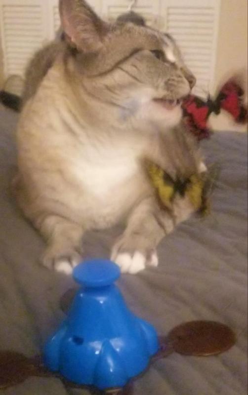 OURPETS Whirling Wiggler Spinner Interactive Cat Toy - Chewy.com