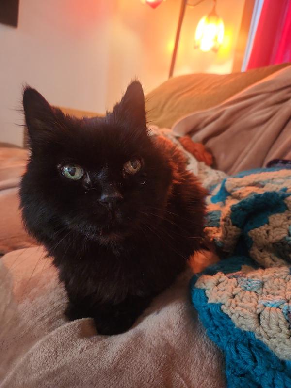 RENAPLUS (Potassium Gluconate) Powder for Dogs & Cats, 4-oz - Chewy.com