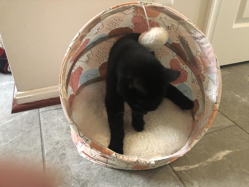 FRISCO Foldable Canopy Cat Bed, Calico Cat - Chewy.com