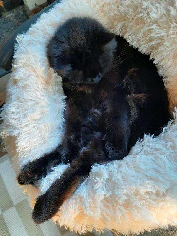 ARMARKAT Cuddler Cat Bed, Small - Chewy.com