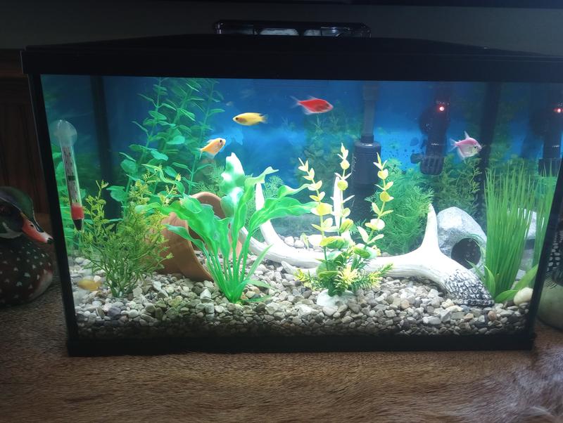 MARINA 10G LED Aquarium Kit, 10-gal - Chewy.com