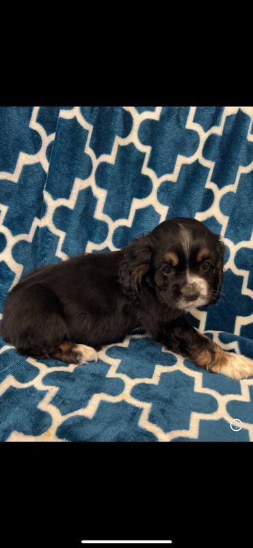 PUPPY CHOW Healthy Start Salmon Flavor Training Dog Treats, 7-oz pouch ...