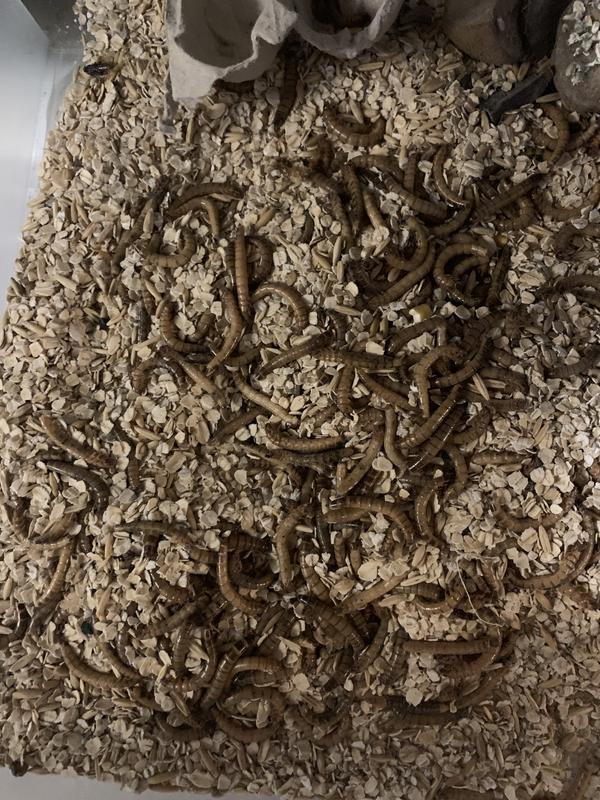 ABDRAGONS Live Superworms Reptile, Bird, Fish & Small Pet Food, Large ...