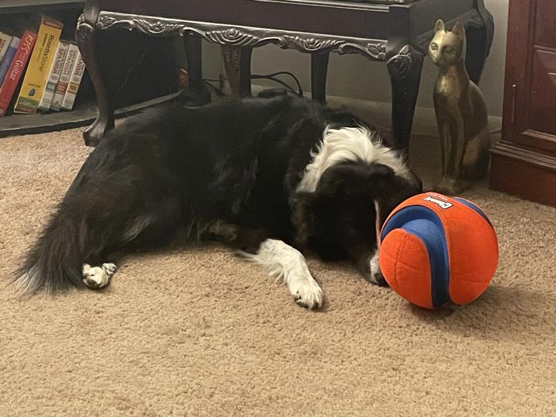 CHUCKIT! Kick Fetch Ball Dog Toy, Large - Chewy.com