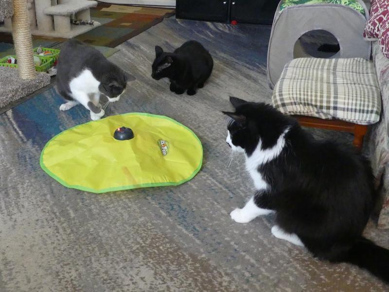 Discontinued - CAT'S MEOW Motorized Chaser Cat Toy - Chewy.com