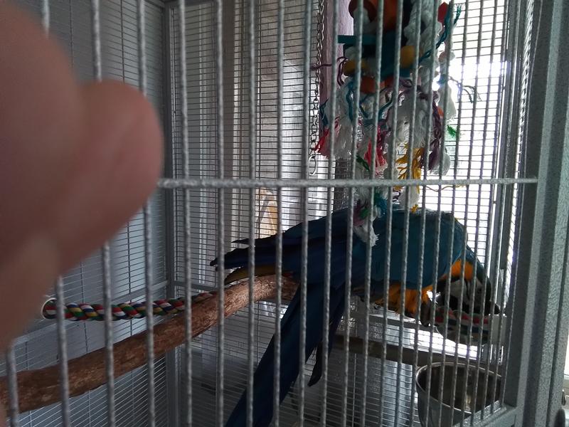 BOODA Large Comfy Bird Perch, 36-in - Chewy.com