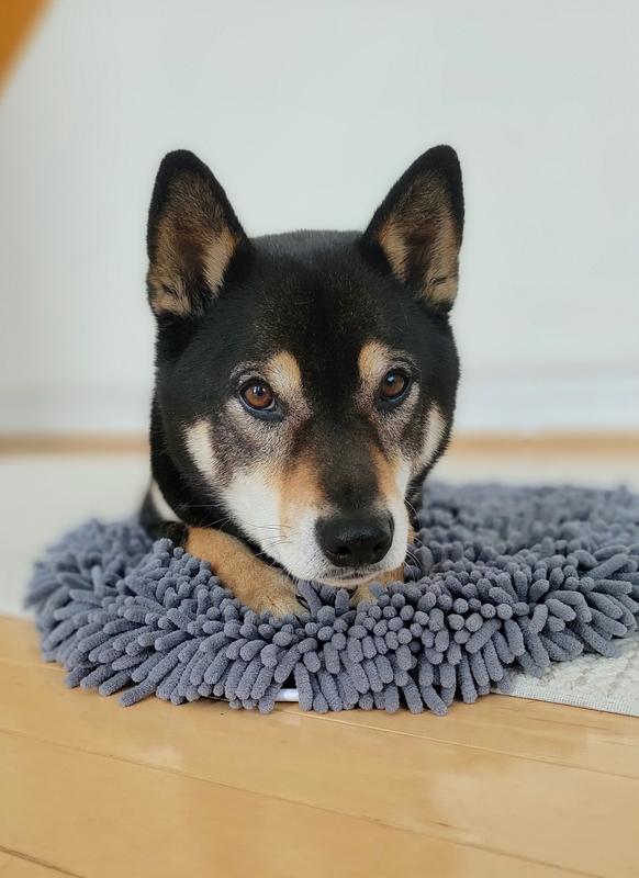 FRISCO Snuffle Mat, Grey - Chewy.com