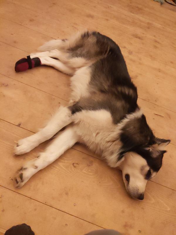 ULTRA PAWS Wound Dog Boot, Small - Chewy.com