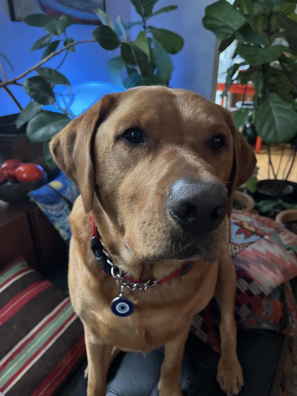 RED DINGO Evil Eye Stainless Steel Personalized Dog & Cat ID Tag, Small ...