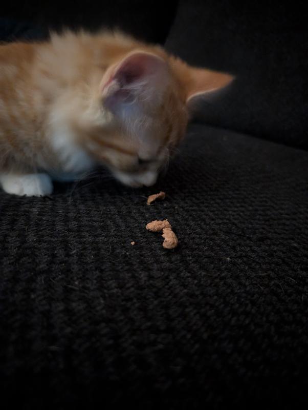 SMALLBATCH PETS Non-GMO Chicken Meal Bites Freeze-Dried Cat Food, 10-oz ...