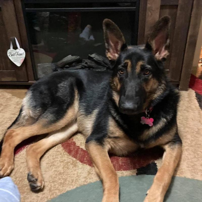 PANCREPLUS Powder for Dogs & Cats, 12-oz - Easy Refills | Chewy Rx