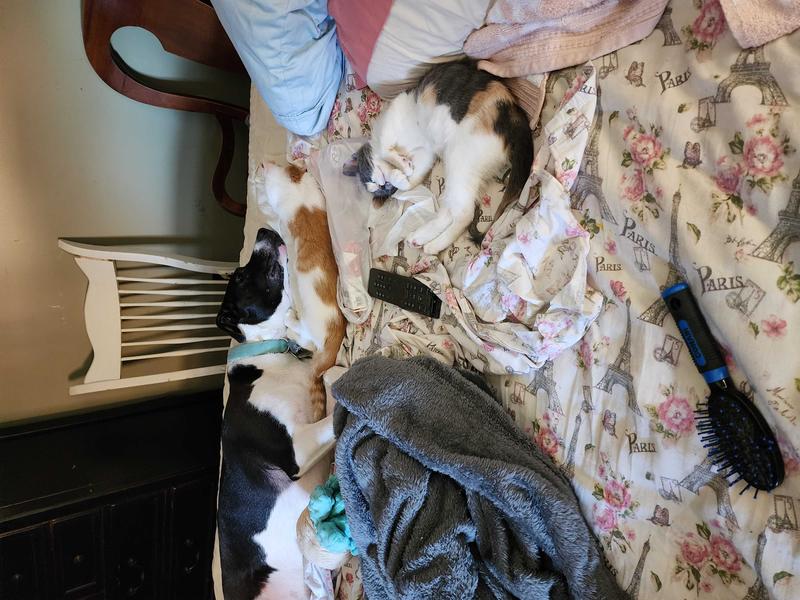 TINY TIGER, Meaty Tenders Cat Treats, Chicken Recipe, 10 count - Chewy.com