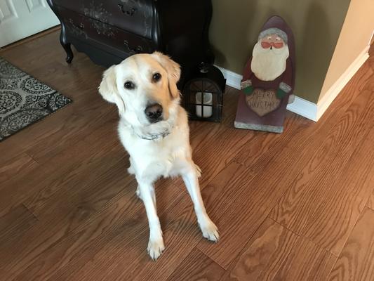 MERRICK Beef Bone Broth Grain-Free Wet Dog Food Topper, 16-oz pouch ...