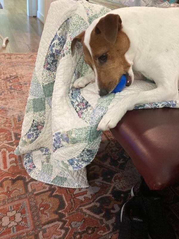 CHUCKIT! Super Crunch Ball, Blue, 1 count - Chewy.com