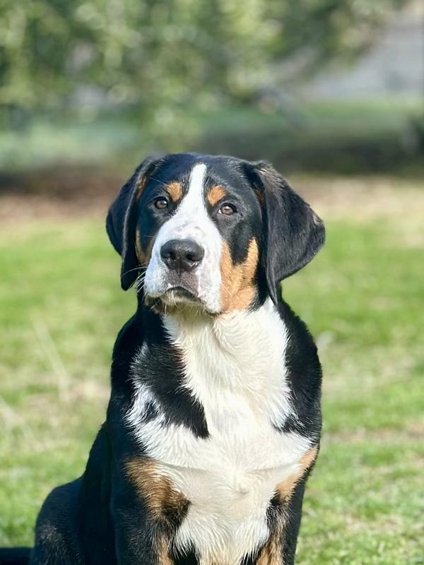 STELLA & CHEWY'S Perfectly Puppy Chicken & Salmon Dinner Patties Freeze ...