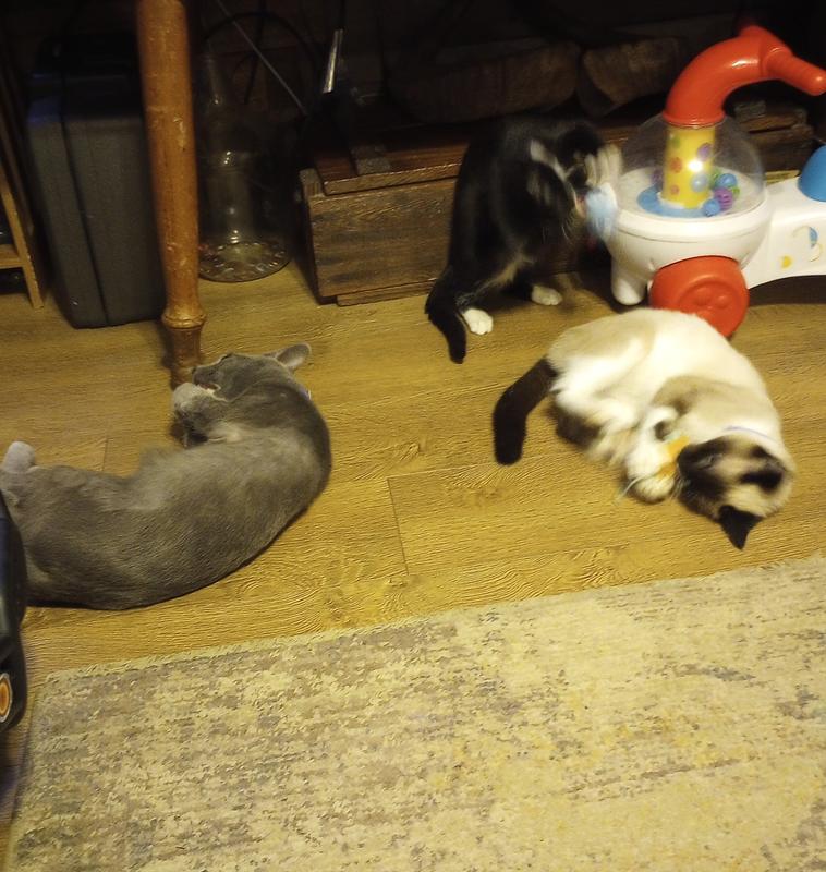 HARTZ Cattraction Crinkle Mice Cat Toy, Multi Color, 10 count - Chewy.com