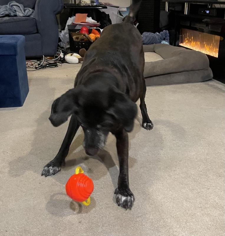 PROJECT HIVE PET COMPANY Looped Ball Dog Toy, Orange, Large - Chewy.com