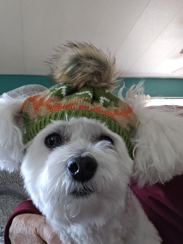 FRISCO Striped Poof Dog & Cat Knitted Hat, X-Large/XX-Large - Chewy.com