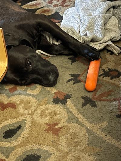 GOUGHNUTS Stick Dog Toy, Orange, Original - Chewy.com