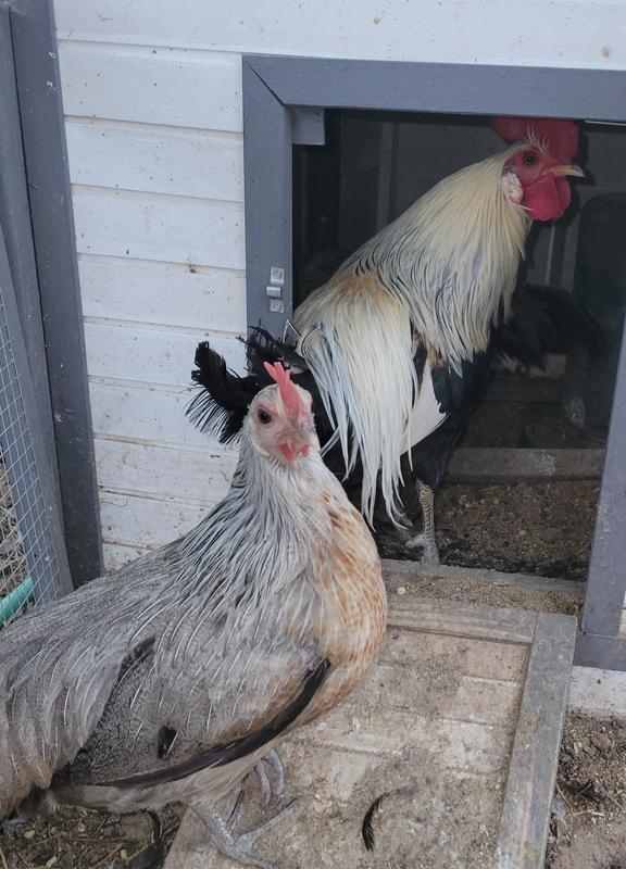 HEN UP Starter Grower Organic Non-GMO 18% Protein Chicken Feed, 25-lb ...