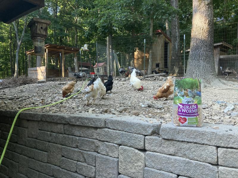 LOVE MY GIRLS 5-Grain & Worms Corn-Free Gourmet Chicken Treats, 5-lb ...