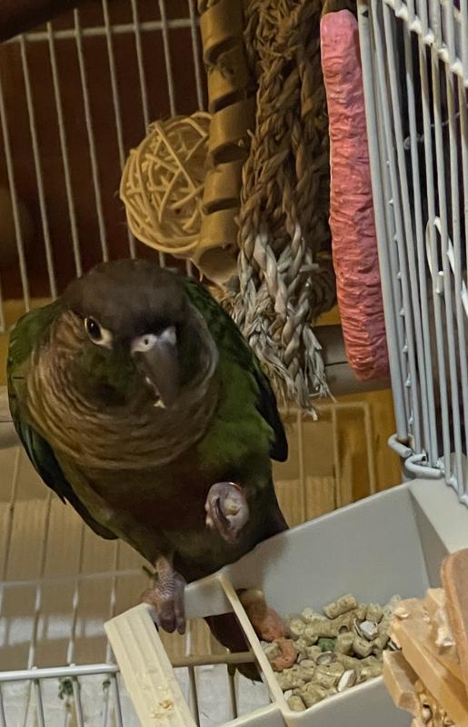 Discontinued - LAFEBER Tropical Fruit Gourmet Pellets Conure Bird Food ...