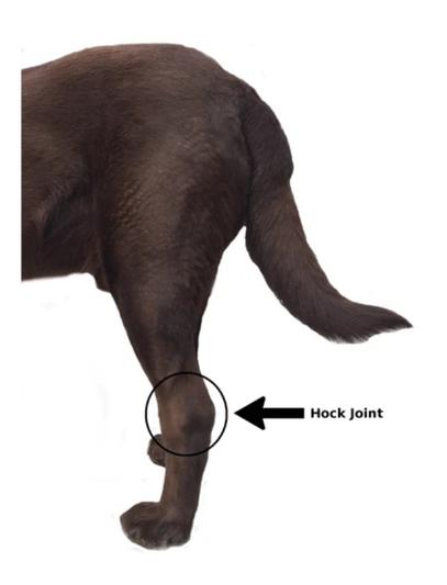 LABRA Extra Supportive Dog Hock Brace, Large - Chewy.com